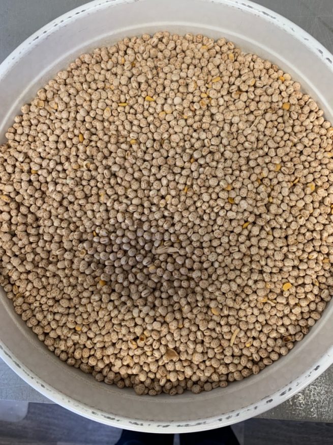 Australian Sweet Lupin Information