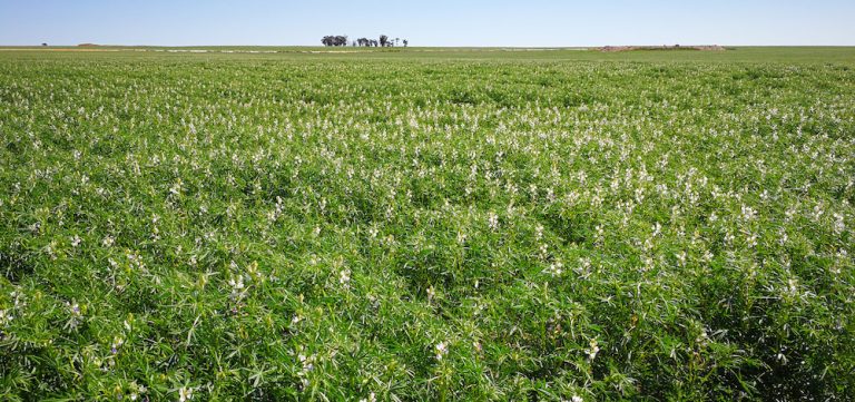 Australian Sweet Lupin Information